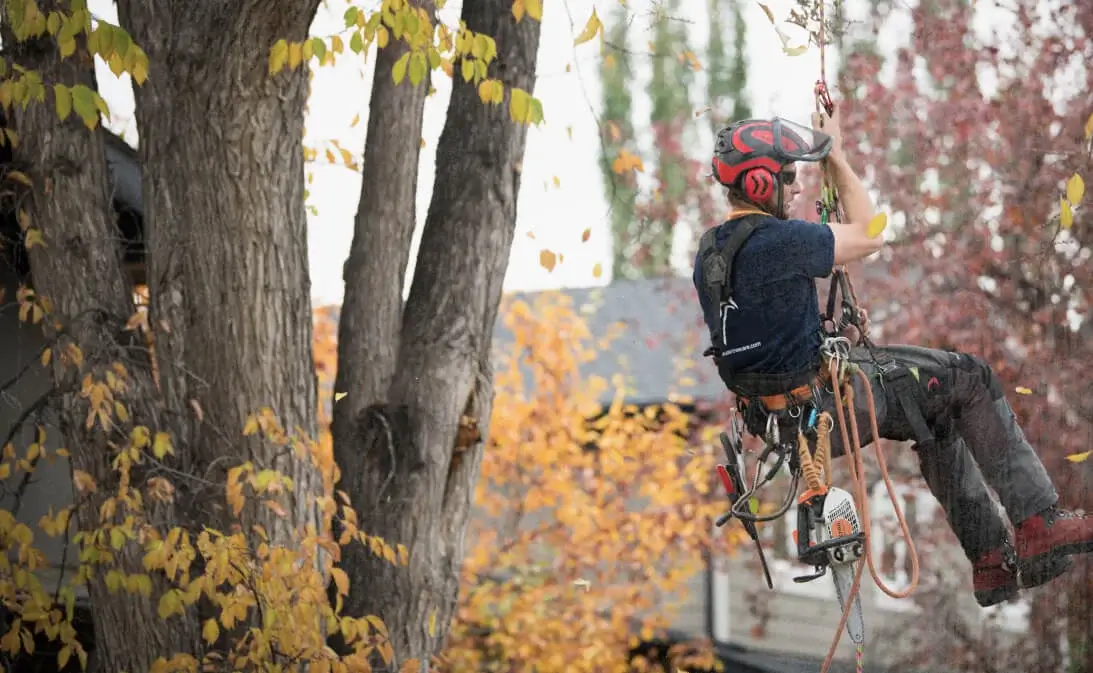 Arborist Business Management Software | CRM, Schedule, Invoice